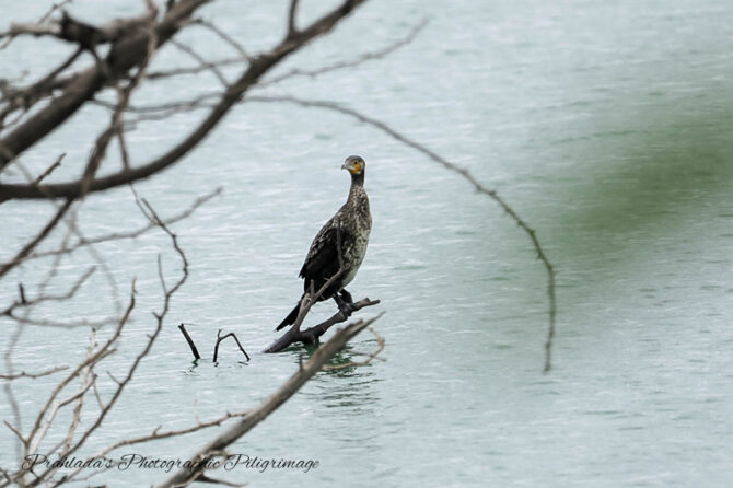 The Avian Ecosystem at Mallapura Lake