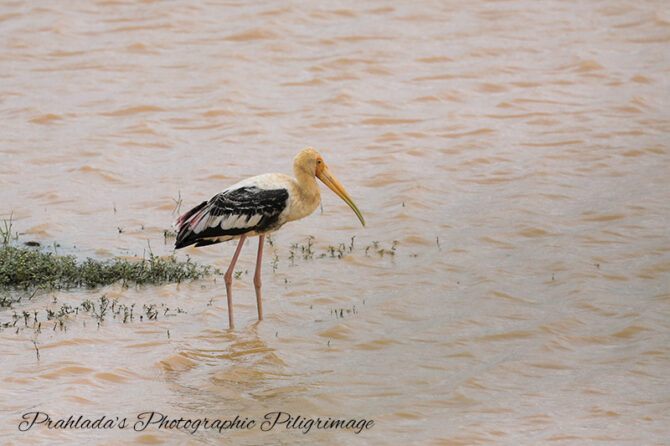 Birds of Chitradurga - Part 3